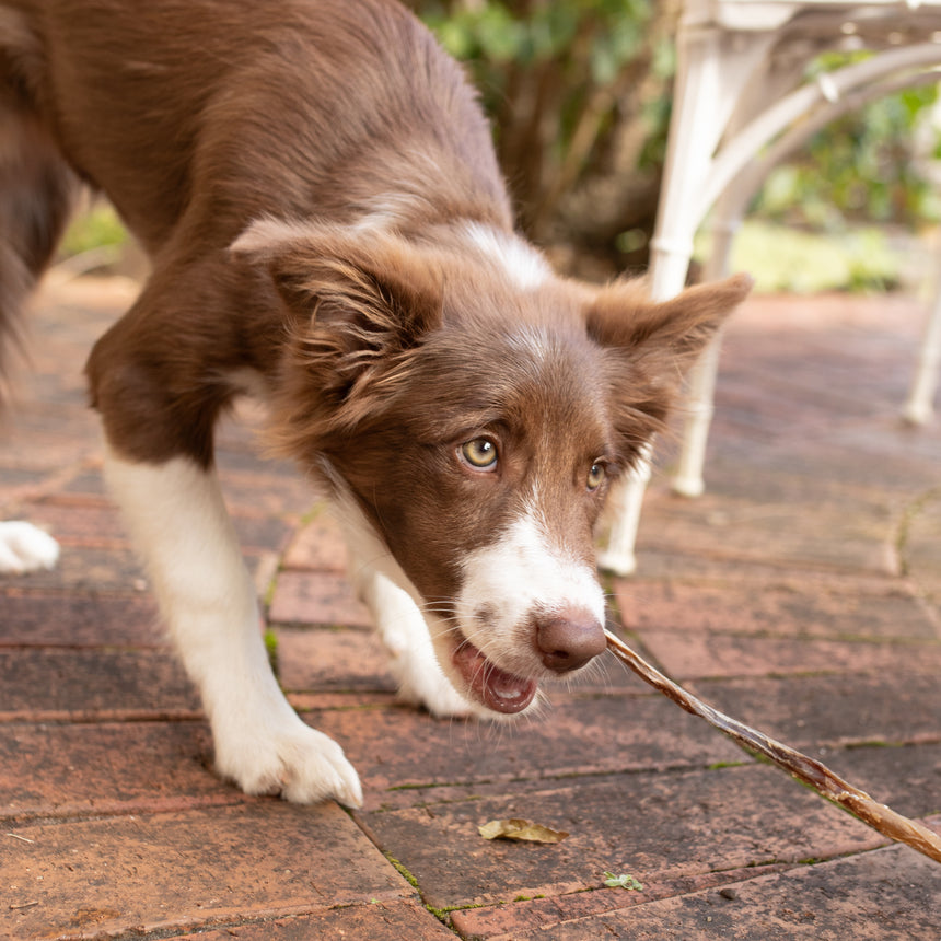 Kangaroo Femur Bone - 100% Natural Single Ingredient Dog Chews - Pawtion