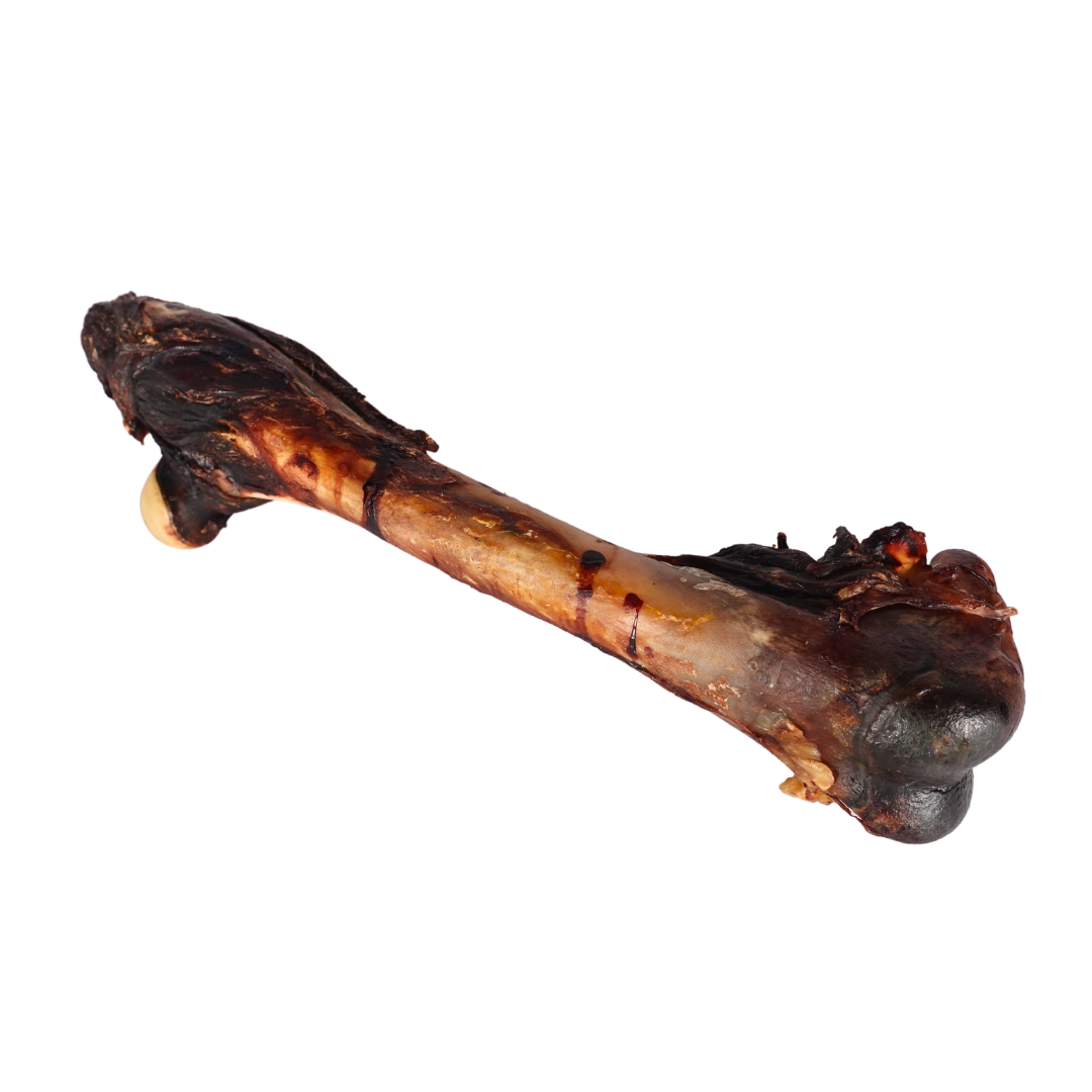 Kangaroo Femur Bone - 100% Natural Single Ingredient Dog Chews - Pawtion